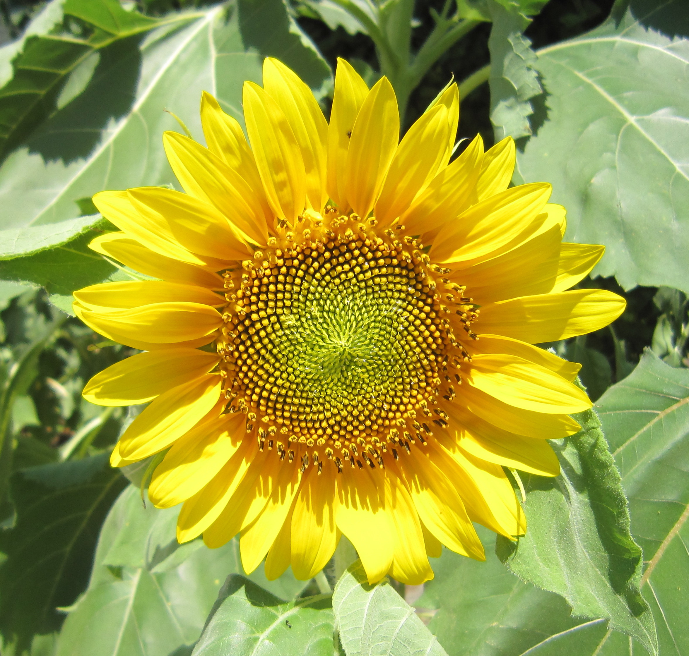 Strangers' Gate Coven – We celebrate witchy living as urban Pagans ...